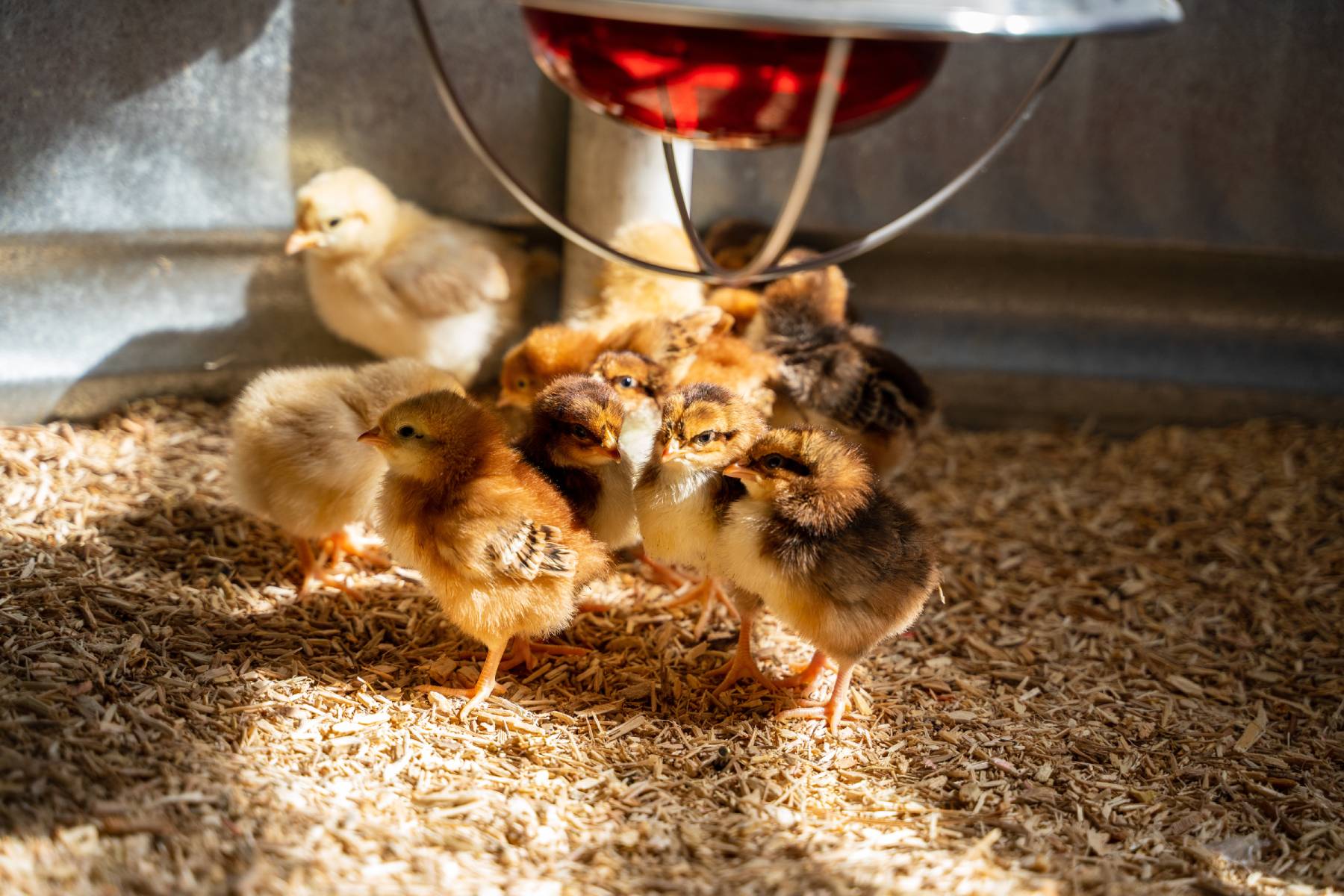 Chick Brooder Setup – Videos – Mother Earth News